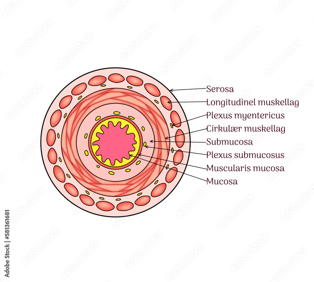 Layers of GI Tissue slice anatomy vector illustration with labels Stock ...