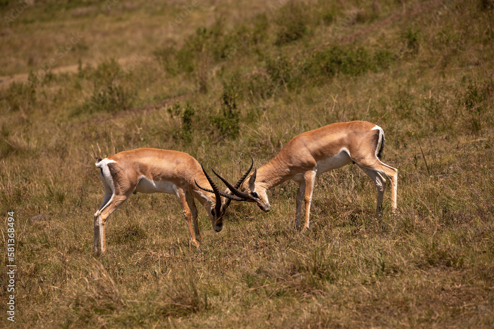 Two Grant's gazelles fighting in the Ngorongoro Crater, Tanzania Stock ...