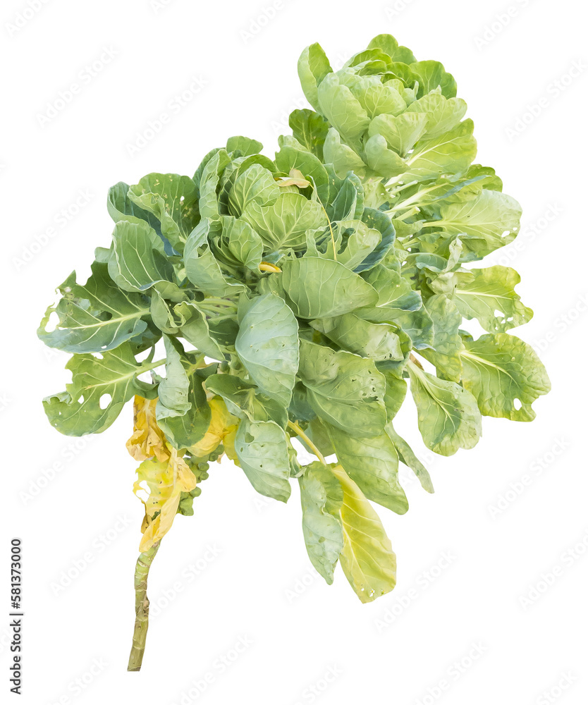 Isolated PNG cutout of Brussels sprout plants on a transparent ...