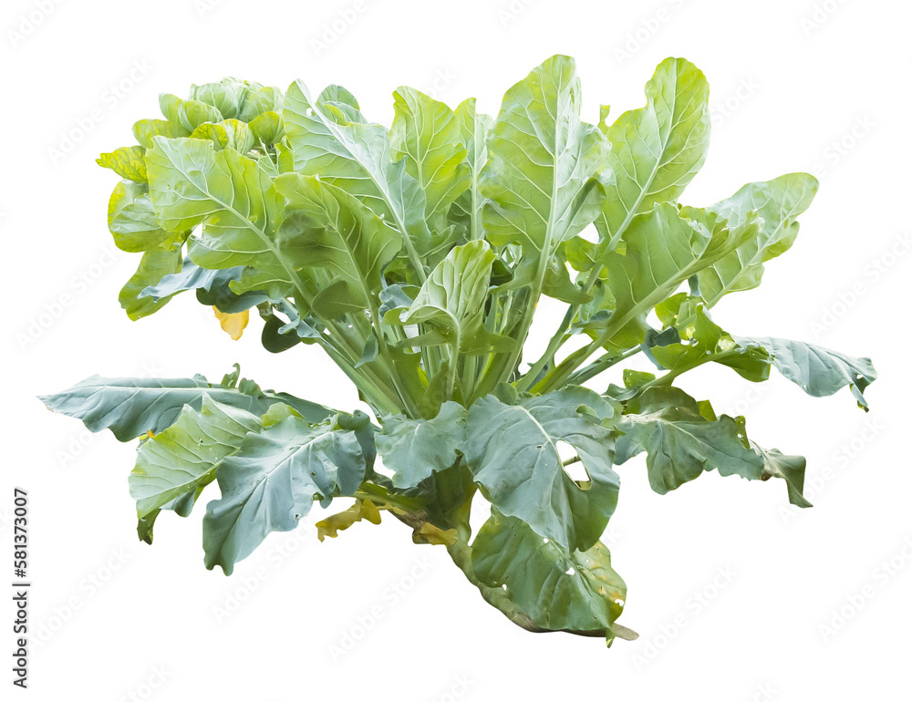 Isolated PNG cutout of Brussels sprout plants on a transparent ...