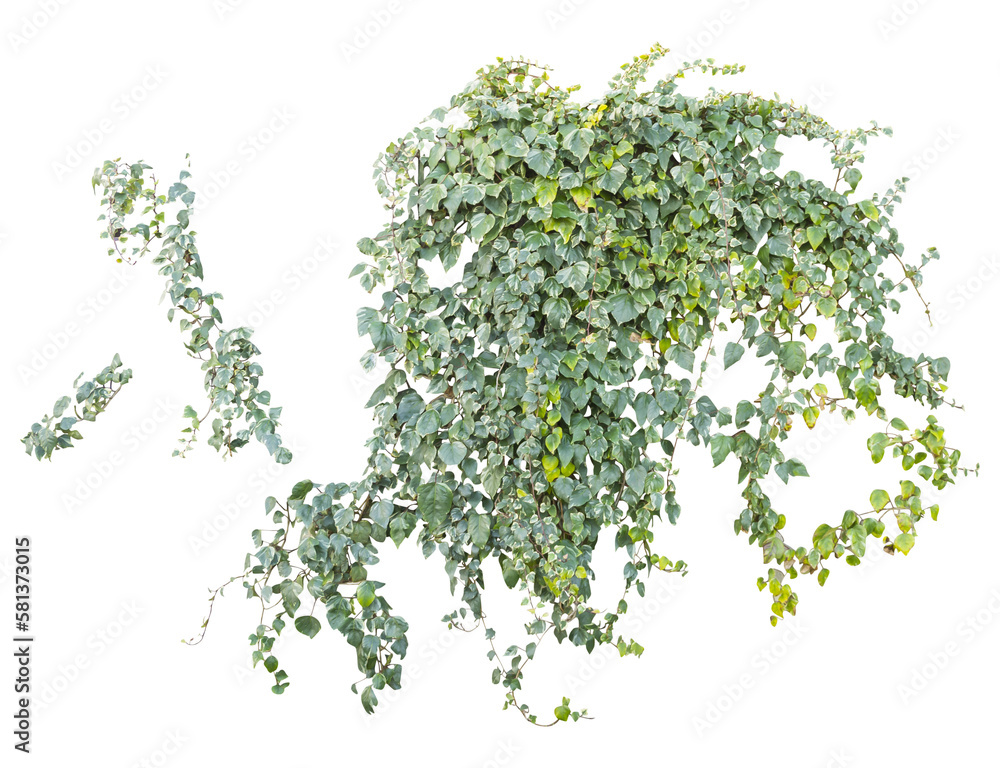 Isolated PNG cutout of an ivy plant on a transparent background, ideal ...