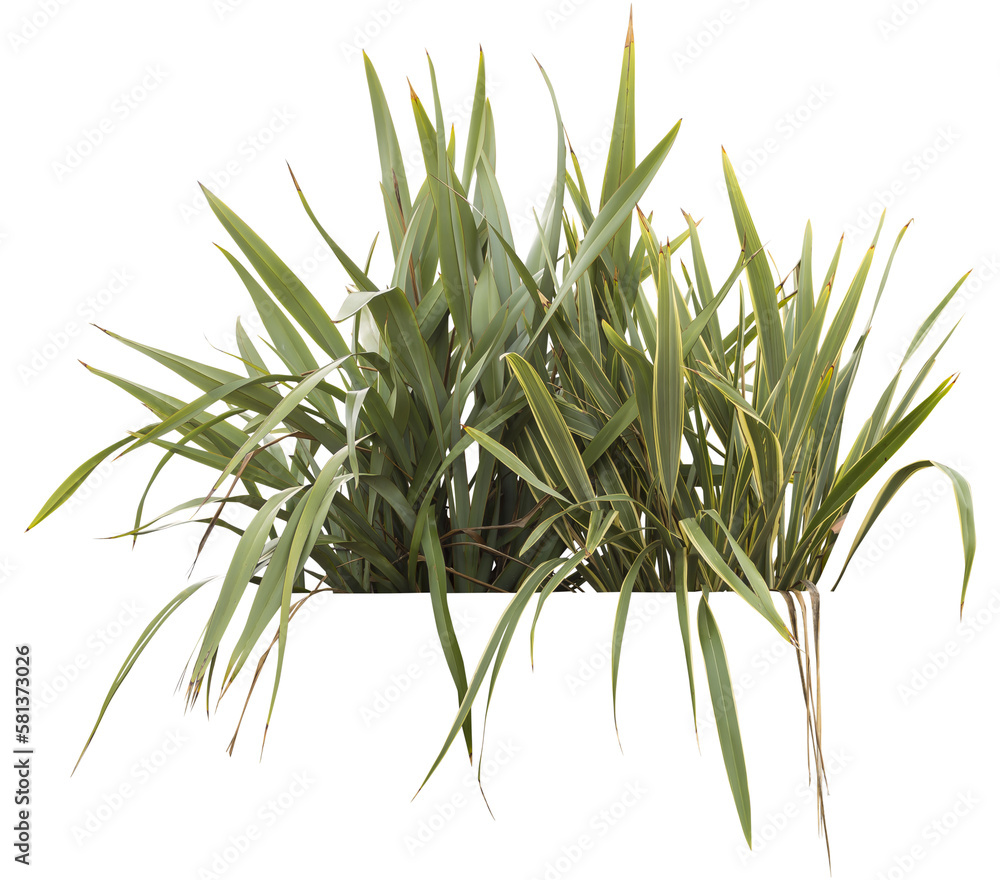 Isolated PNG cutout of a New Zealand flax plant on a transparent ...