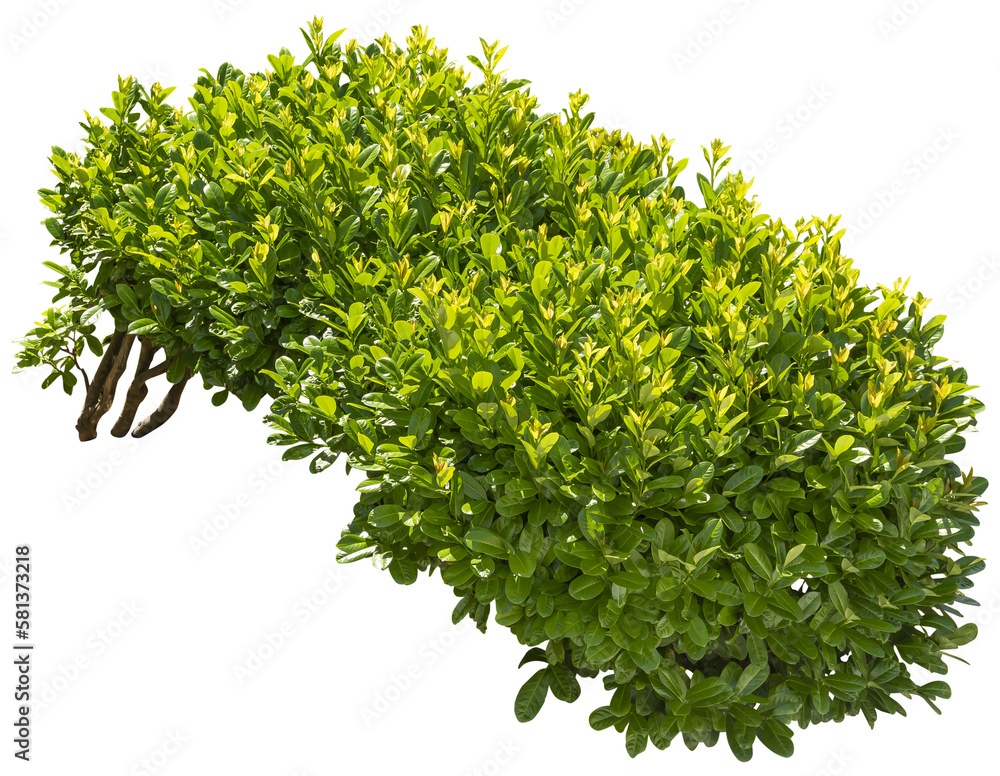 Isolated PNG cutout of a Japanese spindle on a transparent background ...