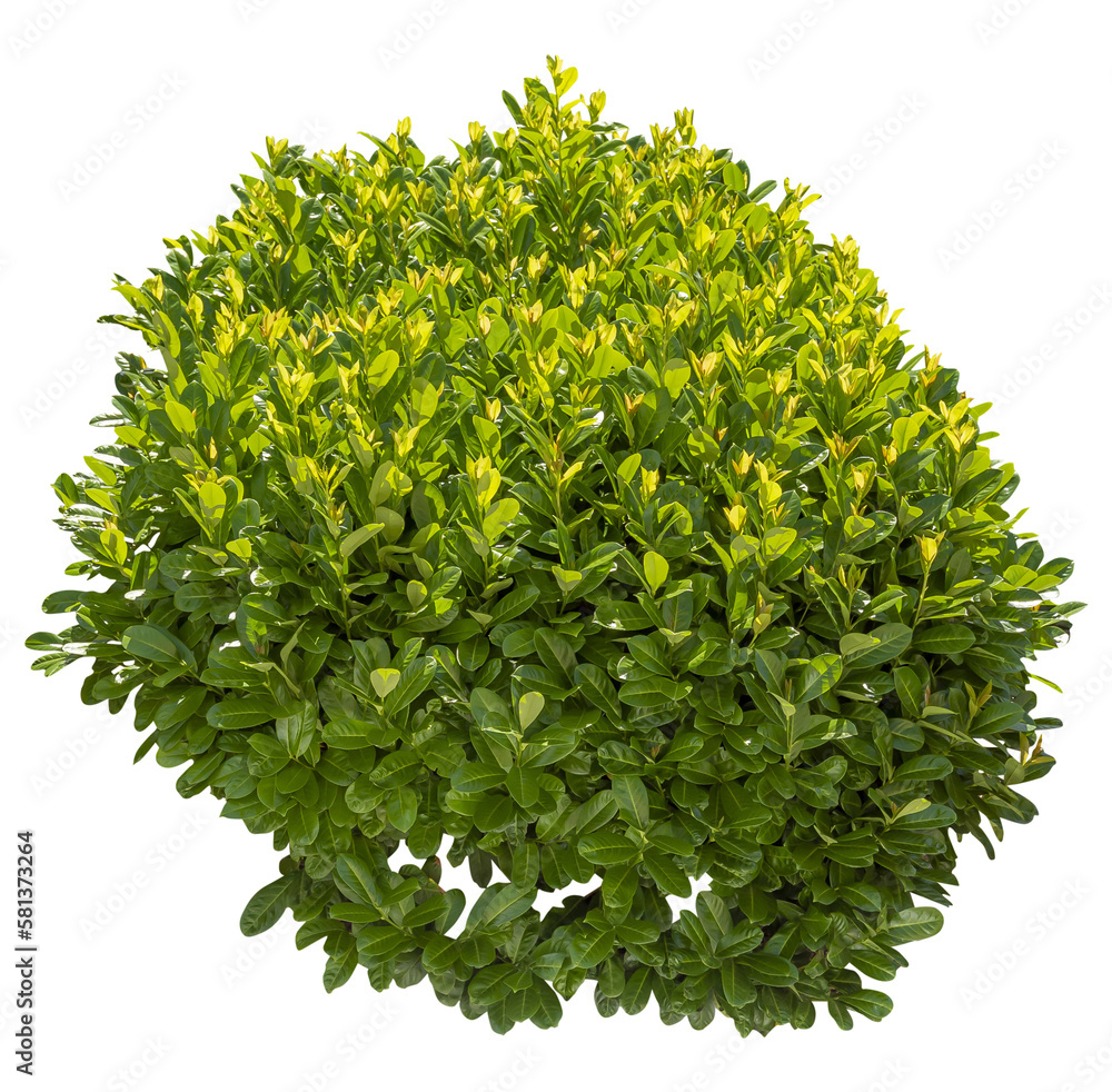 Isolated PNG cutout of a Japanese spindle on a transparent background ...