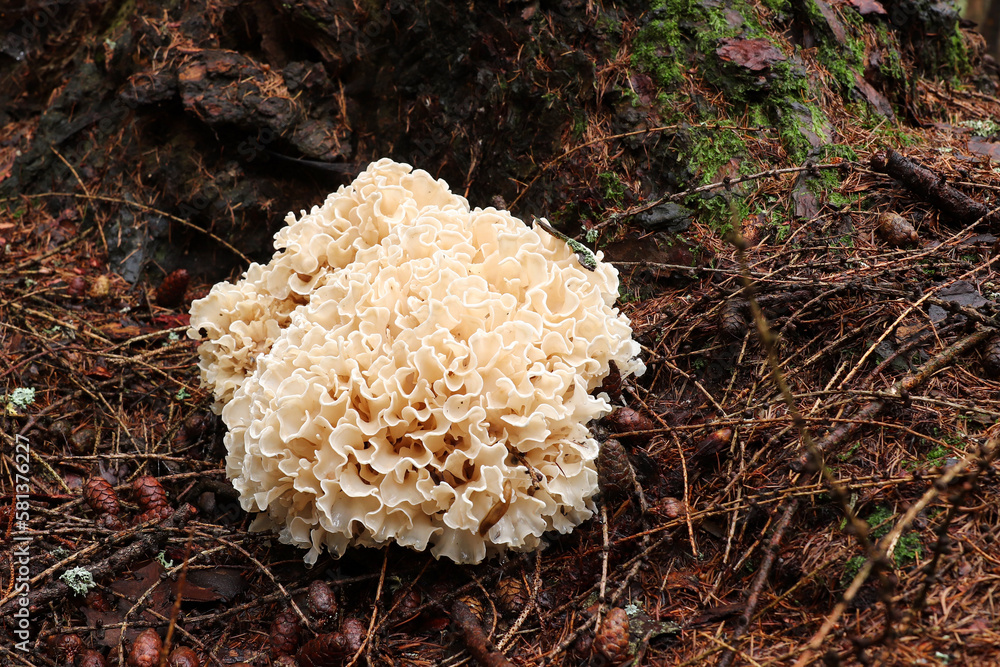 Sponge Like Fungi