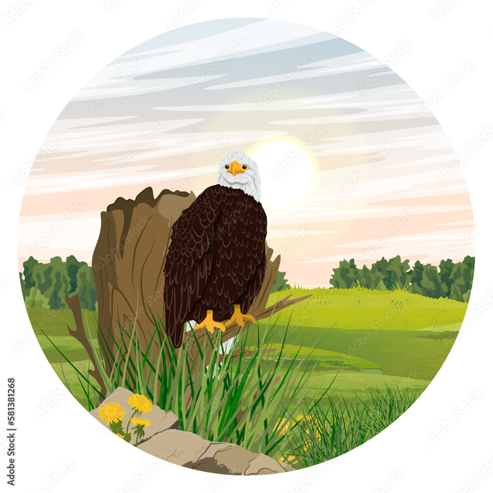 Round composition. A bald eagle sits on a stump in a meadow. nature in summer. Realistic vector ...