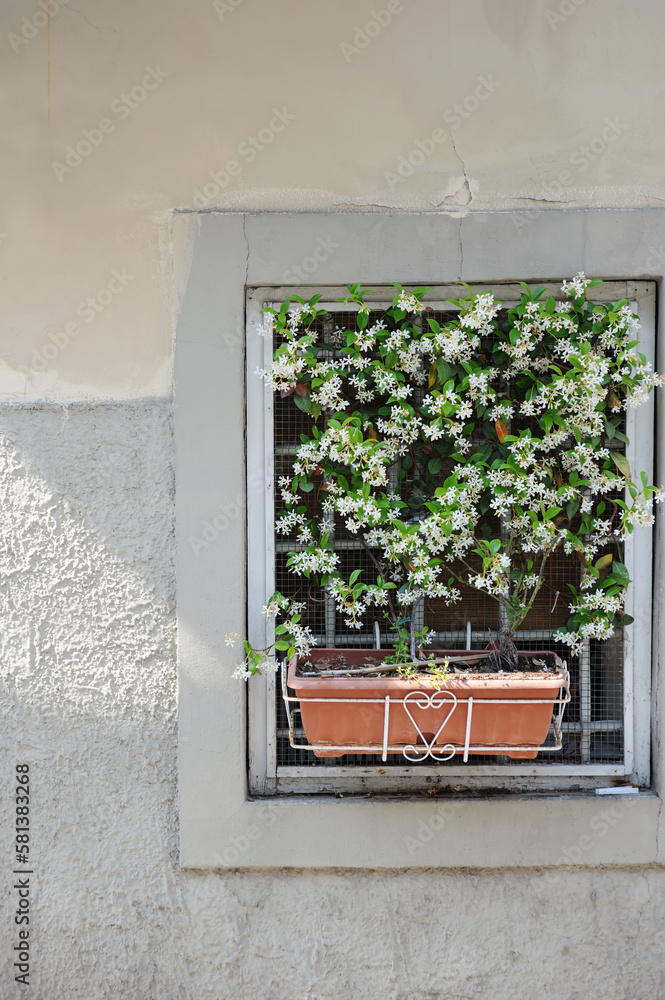 Flowers on narrow old streets of the famous Pitigliano town. Beautiful ...