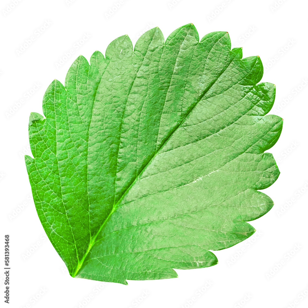 Strawberry leaf isolated on transparent background PNG file format ...