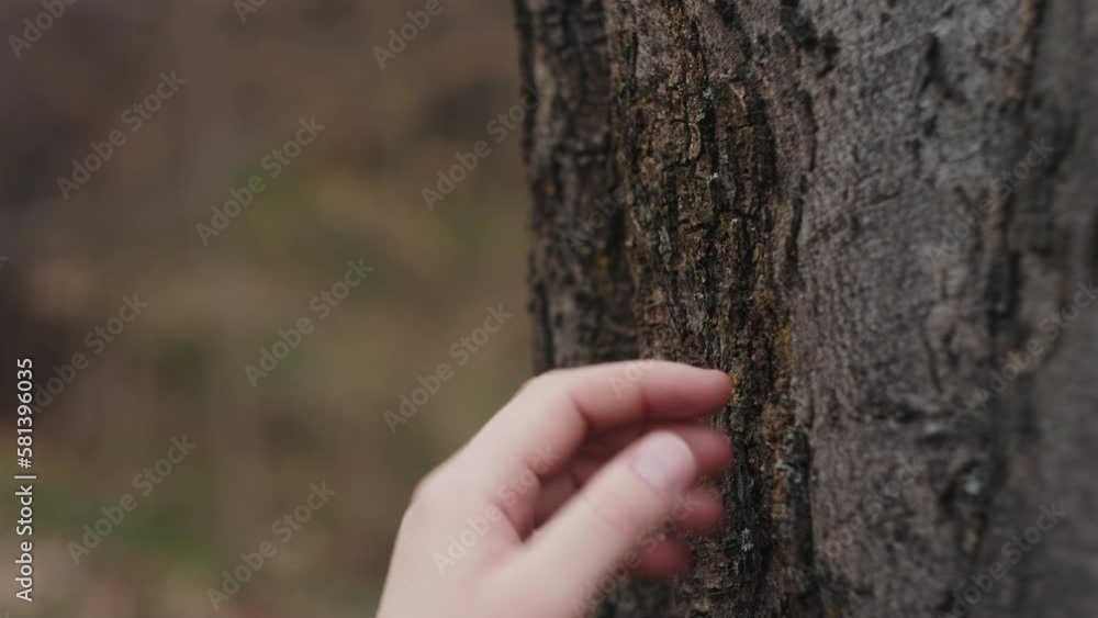 Close up of female hand touching and stroking bark of tree in forest at ...