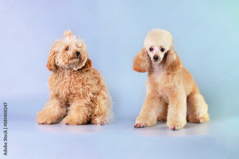 Dog grooming theme before and after result. poodle dog before and after ...