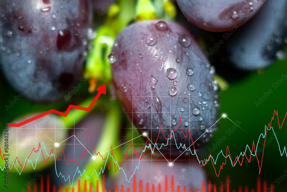 Growth chart, ripe fruit. A green grape orchard for a good industrial ...