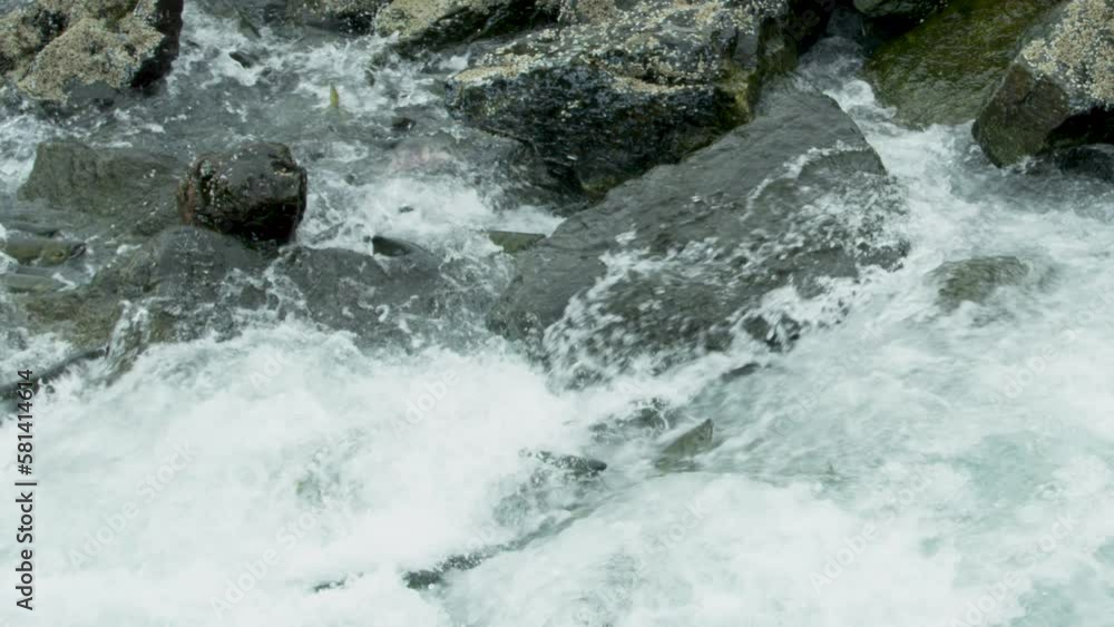 Salmon leap onto rocky riverbeds and swim upstream with rapids. Alaskan ...