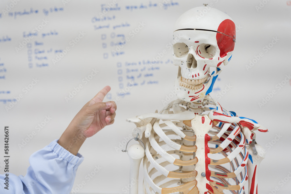 Teacher hand pointing anatomy human body model on white borad ...