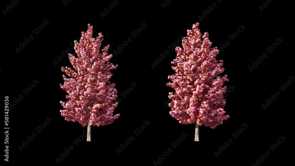 Growing trees isolated with alpha.3D animation growth grow from small ...