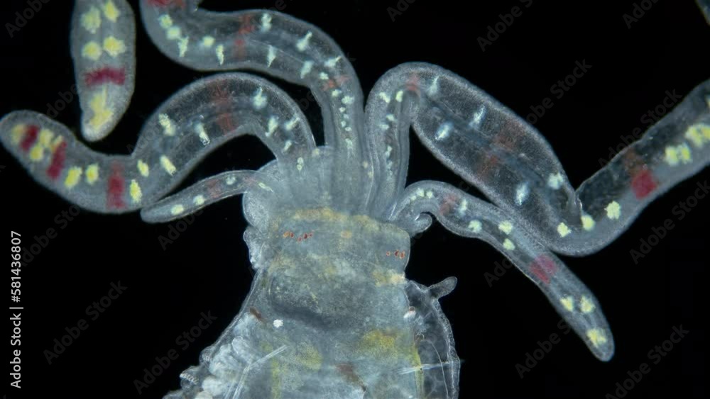 Worm Polychaeta of family Terebellidae under the microscope, phylum ...