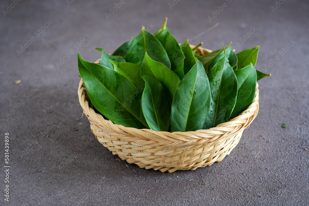 daun salam or bay leaf. the leaves traditionally used as a food ...
