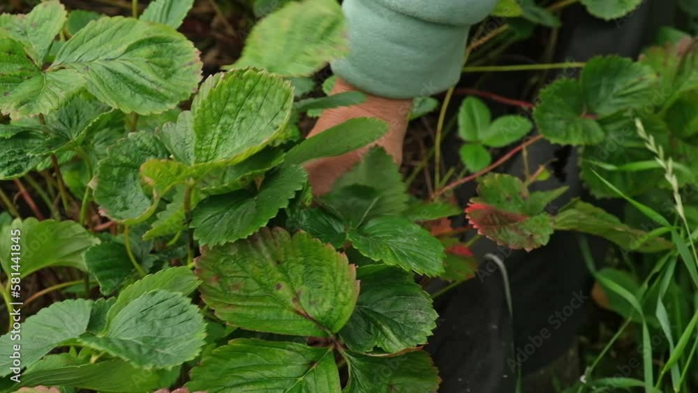 An senior woman gardener remove old leaves, useless, dried, unhealthy ...