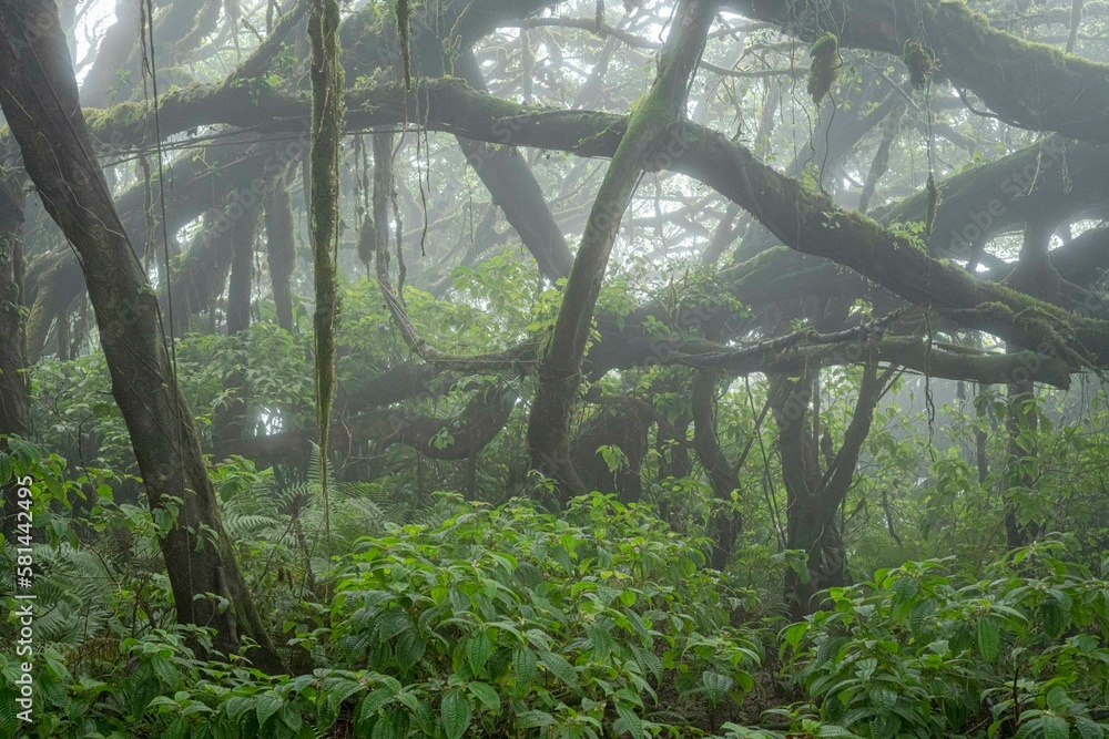 Cloud forest made by Charles Darwin in 19 century, Ascension island ...