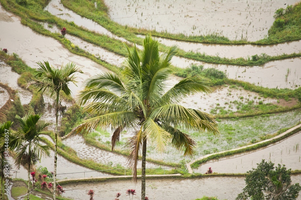 The rice terraces of Banaue in the Philippines with its rice pools ...