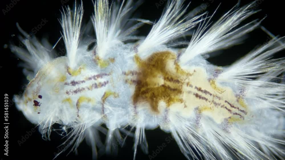 Juvenile stage worm of family Amphinomidae under a microscope, order ...