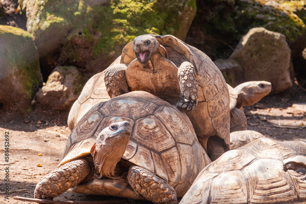Tortoise mating in the wild at Nakuru, Kenya Stock Photo | Adobe Stock