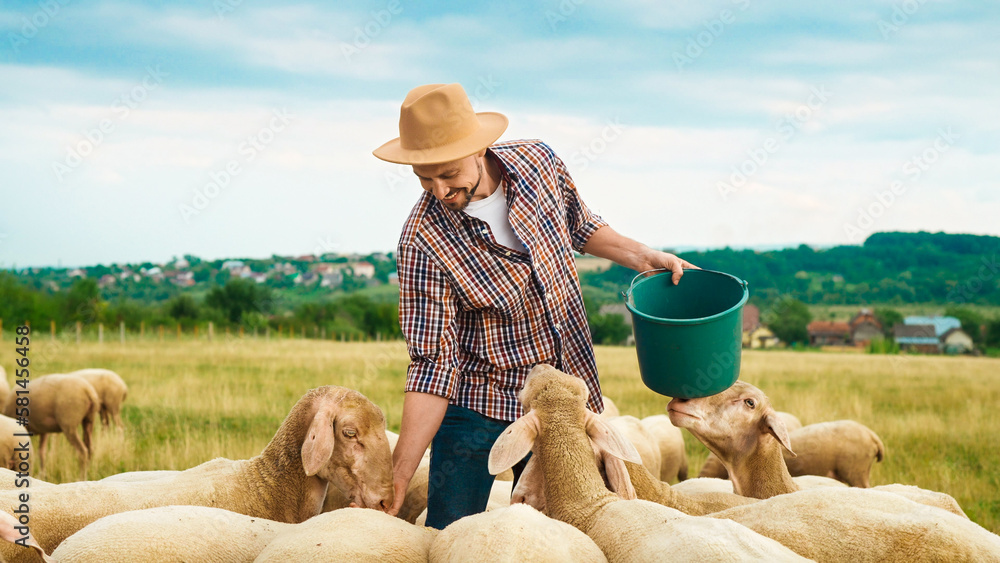 Caucasian male farmer feeding herd of sheep in field on summer day ...