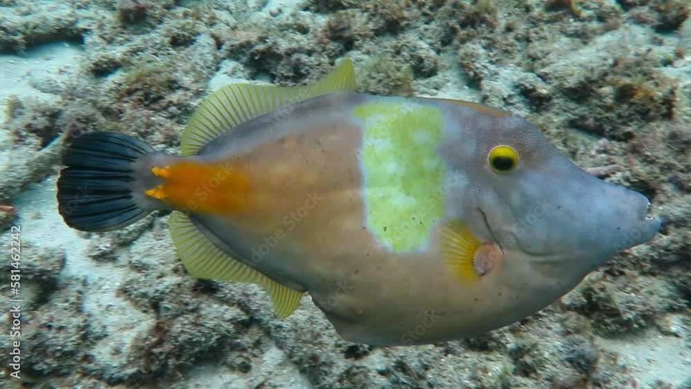 Vidéo Stock Whitespotted filefish (Cantherhines macrocerus) swimming in ...