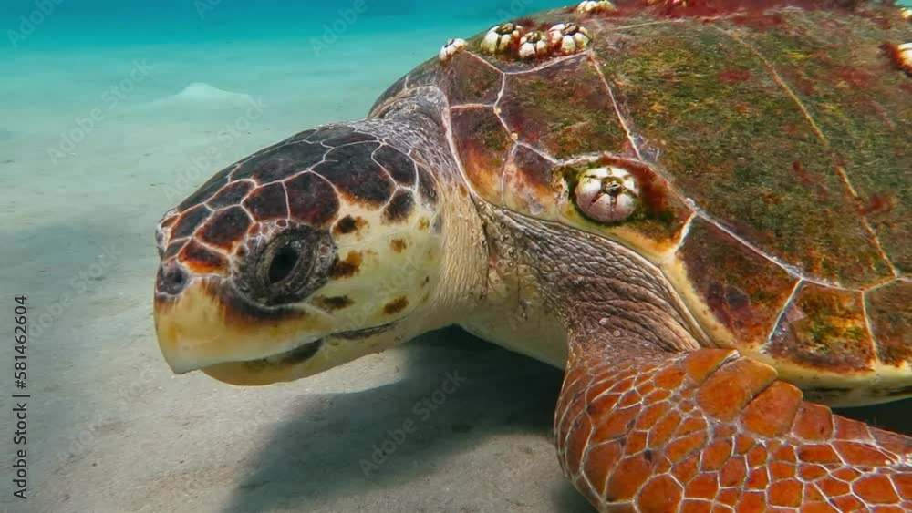 Curious big loggerhead sea turtle (Caretta caretta) swimming close to ...