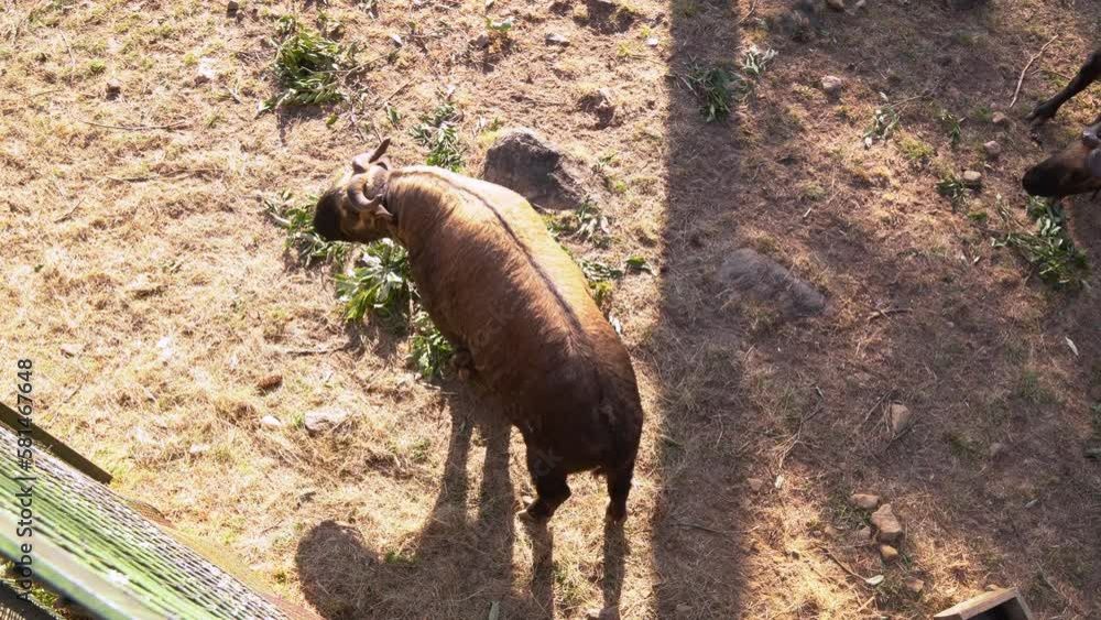 National animal of Bhutan called Takin in Thimphu, Bhutan vídeo do ...