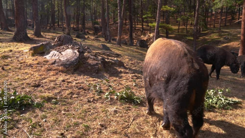 National animal of Bhutan called Takin in Thimphu, Bhutan Stock Video ...