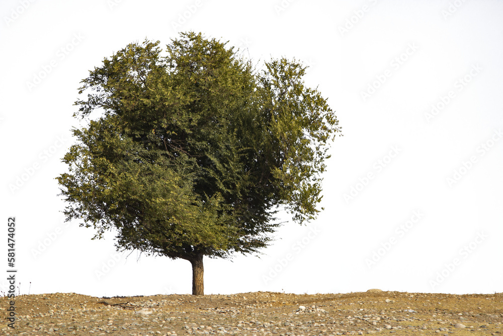 Single tree in the middle of lawn on transparent background. Stock ...