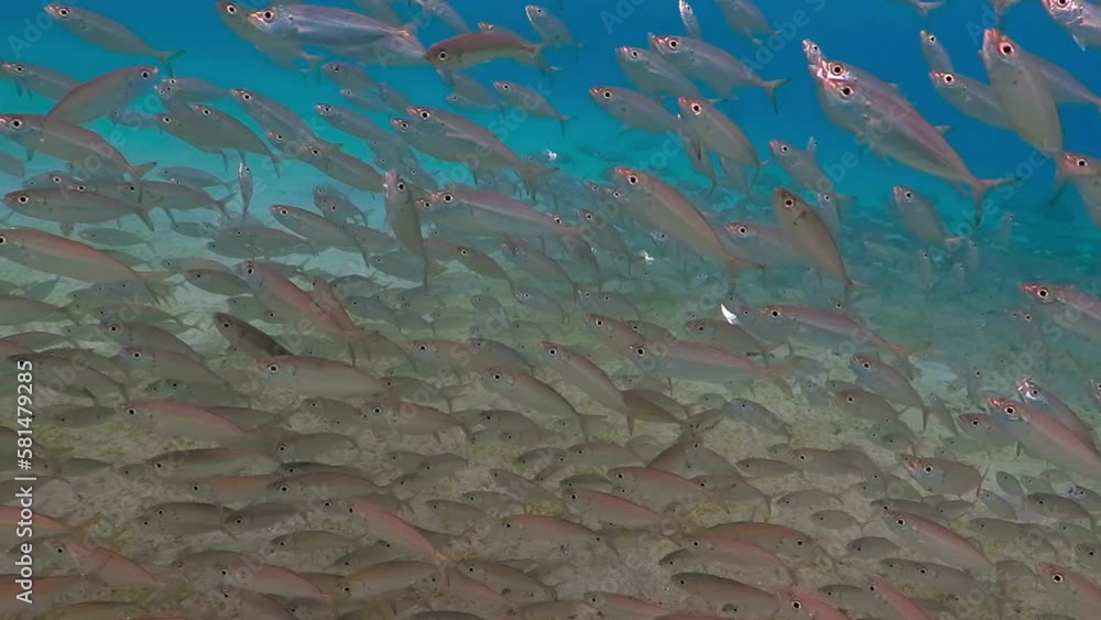 Video „Underwater video from snorkeling with big fish vortex. School of ...