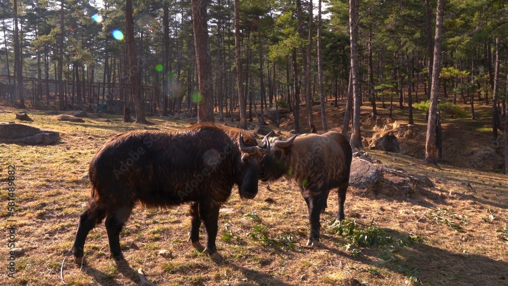 National animal of Bhutan called Takin in Thimphu, Bhutan Stock Photo ...