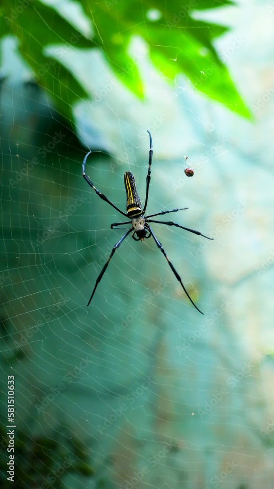 Female spider from Nephilidae family. Orb web spider. Spider with large ...