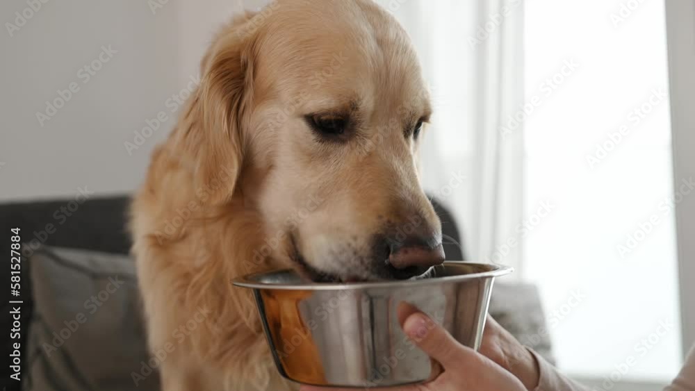 Golden retriever dog eating special food from metal bowl in girl owner ...
