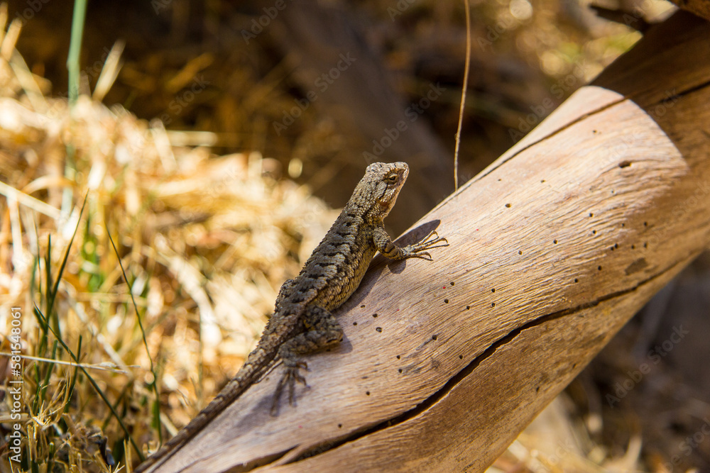 A lizard in a park in los angles climbing on a tree branch. Stock Photo ...