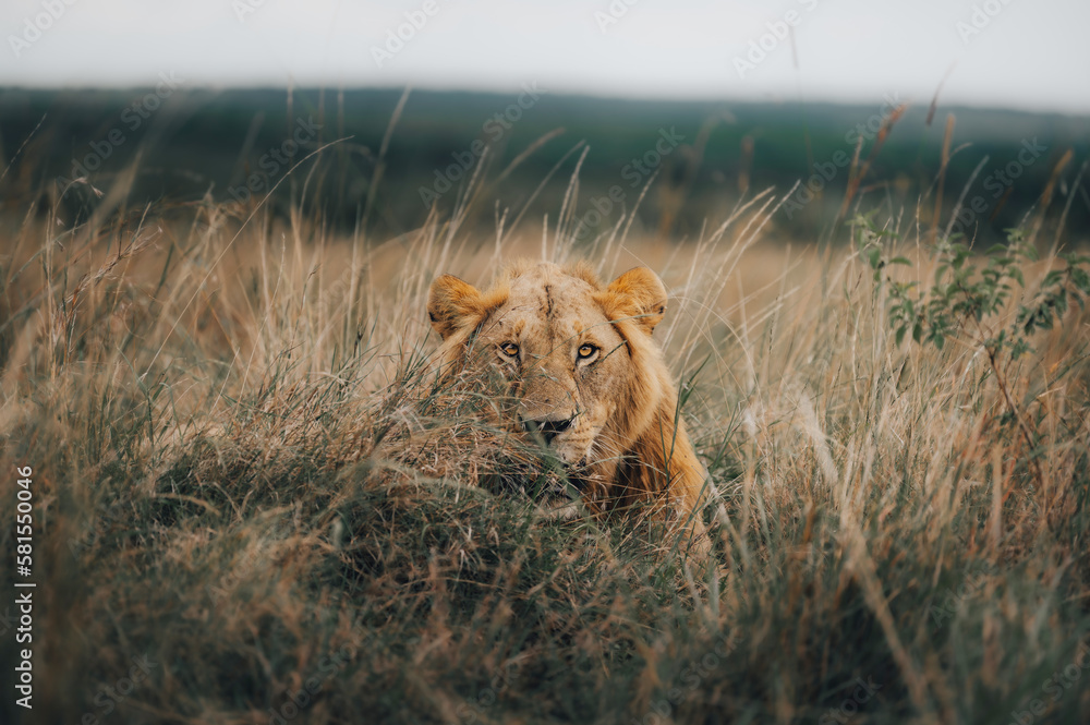 lion in the grass Stock 写真 | Adobe Stock