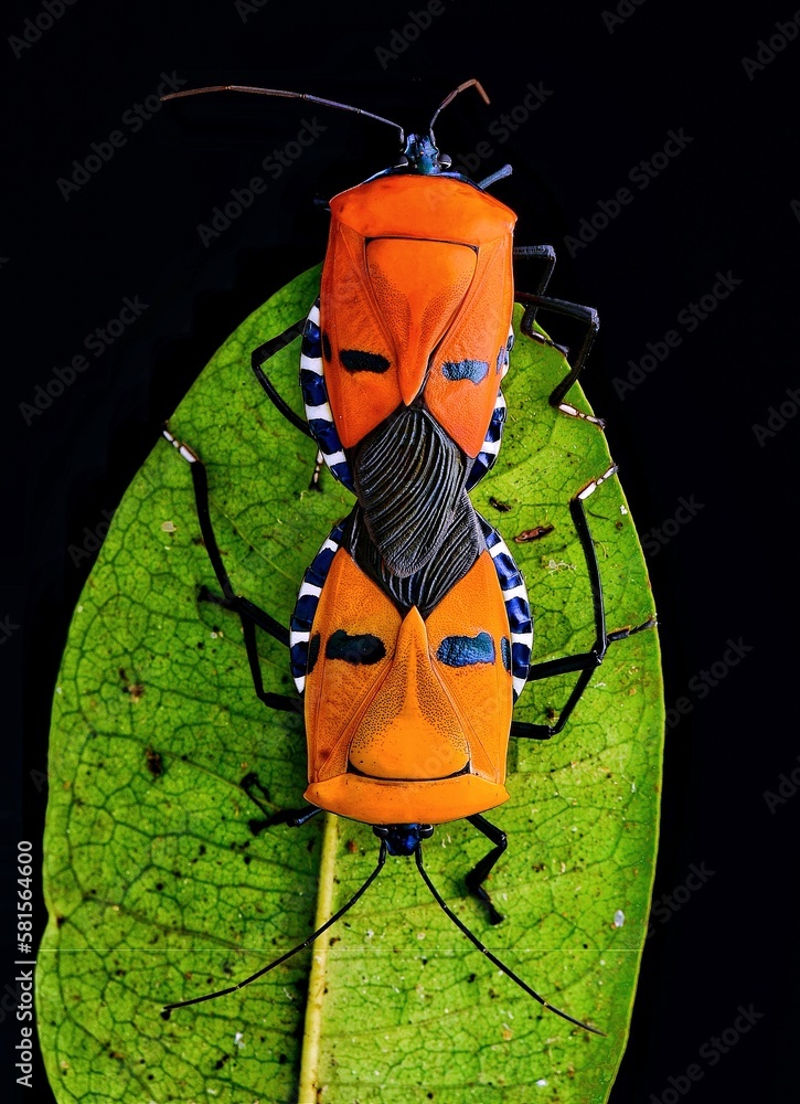 Man-faced stink bug catacanthus incarnatus mating on the leaves Stock ...