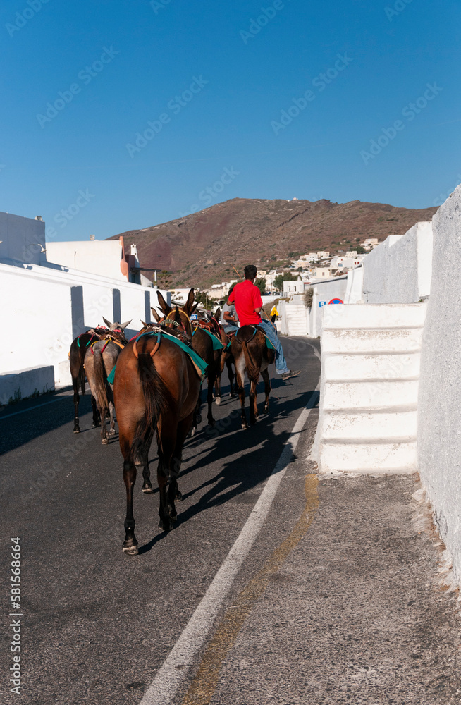 Panning view of a group of transport donkeys with their owner through a ...