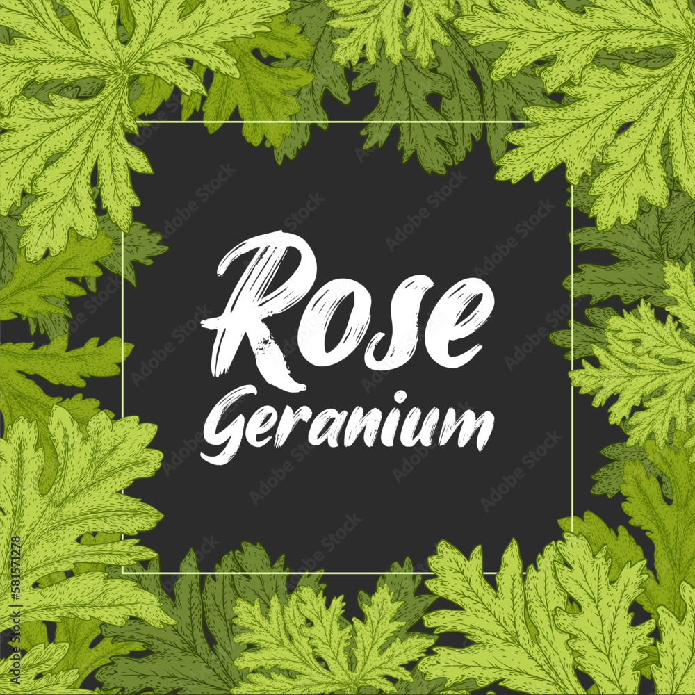 Rose geranium (Pelargonium graveolens) leaves vector backround vector ...