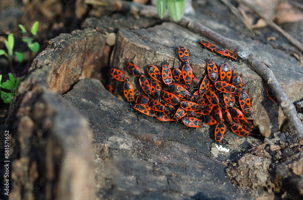 Soldier beetles are sitting on a tree stump. Many red beetles ...