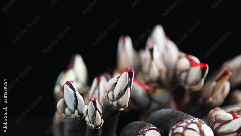 Barnacles, goose neck barnacle, percebes, gallician barnacles ...