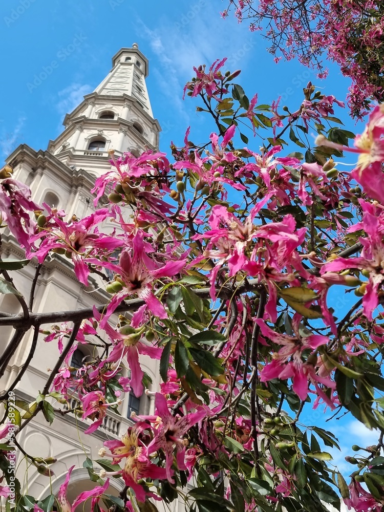 Ceiba is magnificent, Ceiba speciosa, Chorisia is magnificent, Chorisia ...