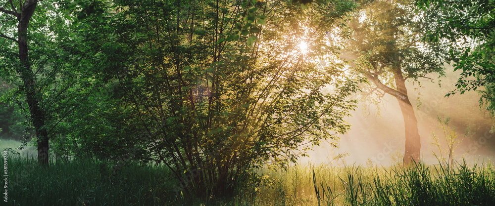 Scenic sunny green landscape. Scenery of morning nature in sunlight ...