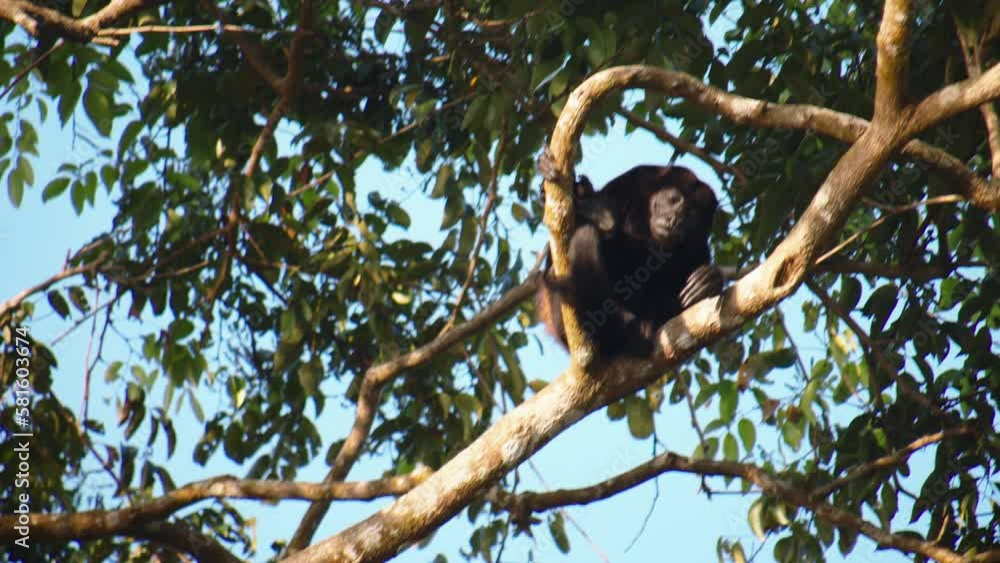 Monkey sitting high in tropical tree crown and stroking his cheek ...