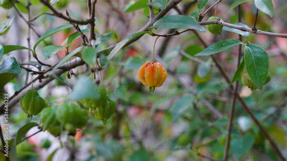 The pitanga tree, scientifically known as Eugenia uniflora, is a ...