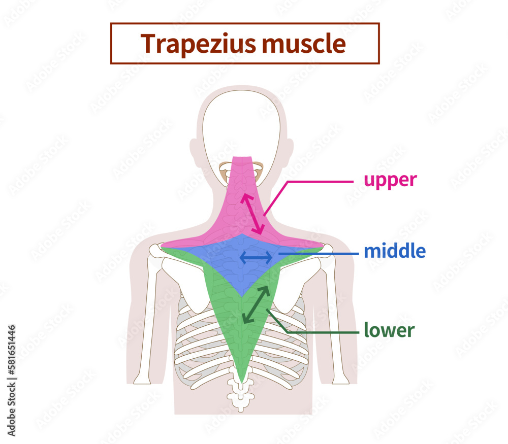 Illustration of the anatomy of the Trapezius muscle from the side and ...