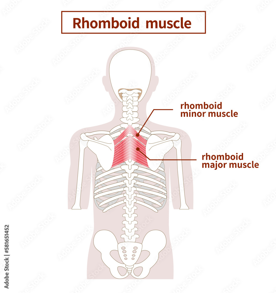 Illustration of the anatomy of the rhomboid muscle from tthe side and ...
