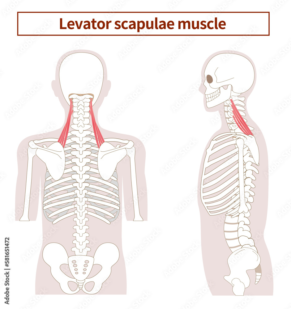 Illustration of the anatomy of the levator scapulae muscle from tthe ...