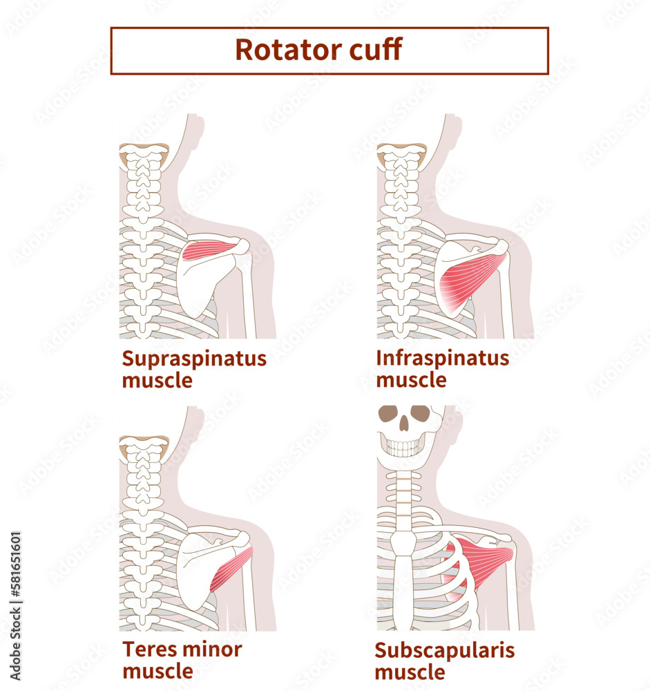 Illustration of the anatomy of the Rotator Cuff Stock Vector | Adobe Stock
